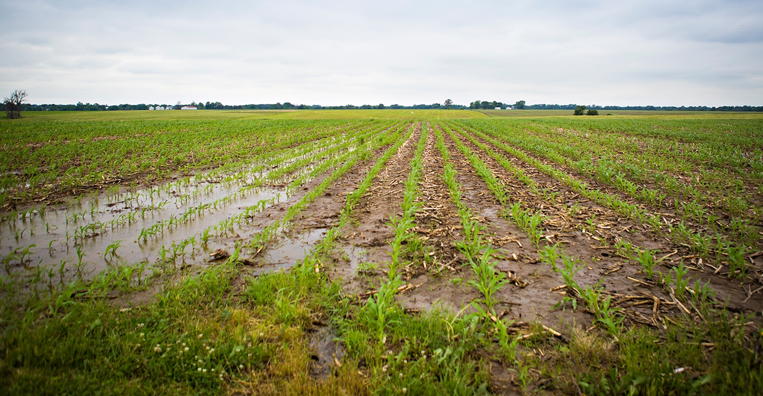 Controlled drainage in farm fields increases crop yield