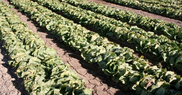 Vectors of viruses in crops | Farm Progress