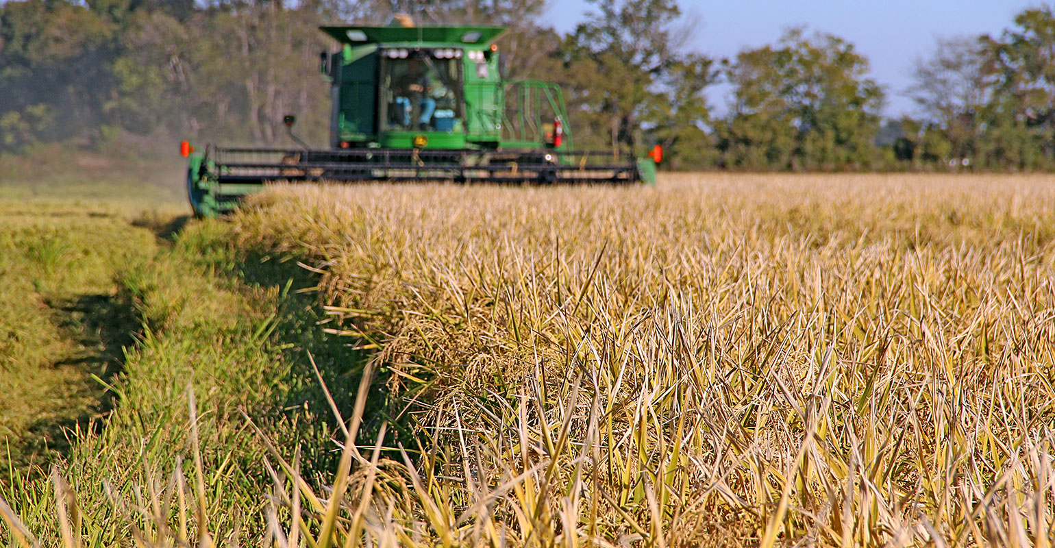 World rice supplies continuing to build
