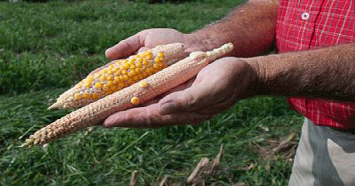 Kentucky receives waiver to mix aflatoxin-contaminated corn | Farm Progress