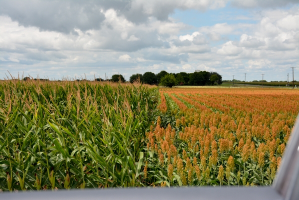 Chinch bug active in corn and sorghum