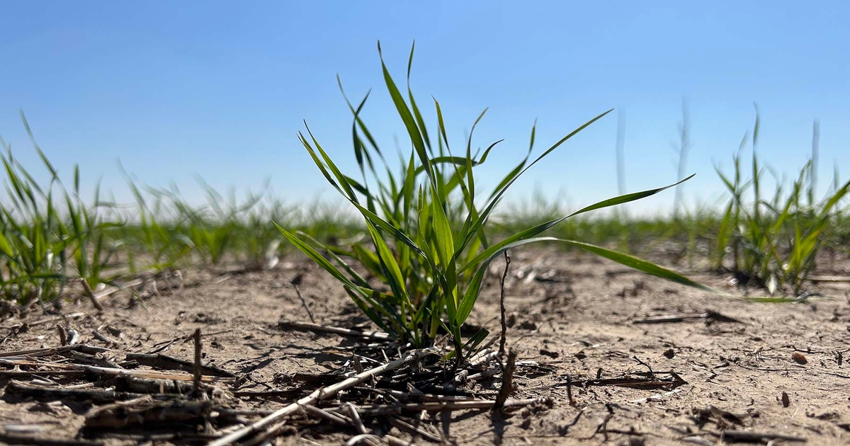 Kansas wheat tour provides harrowing results