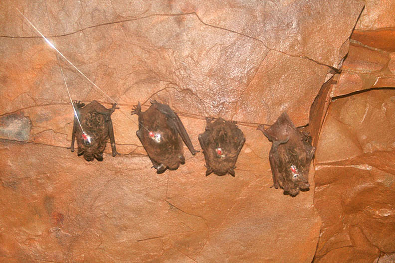 Killer bat disease target of new research | Farm Progress