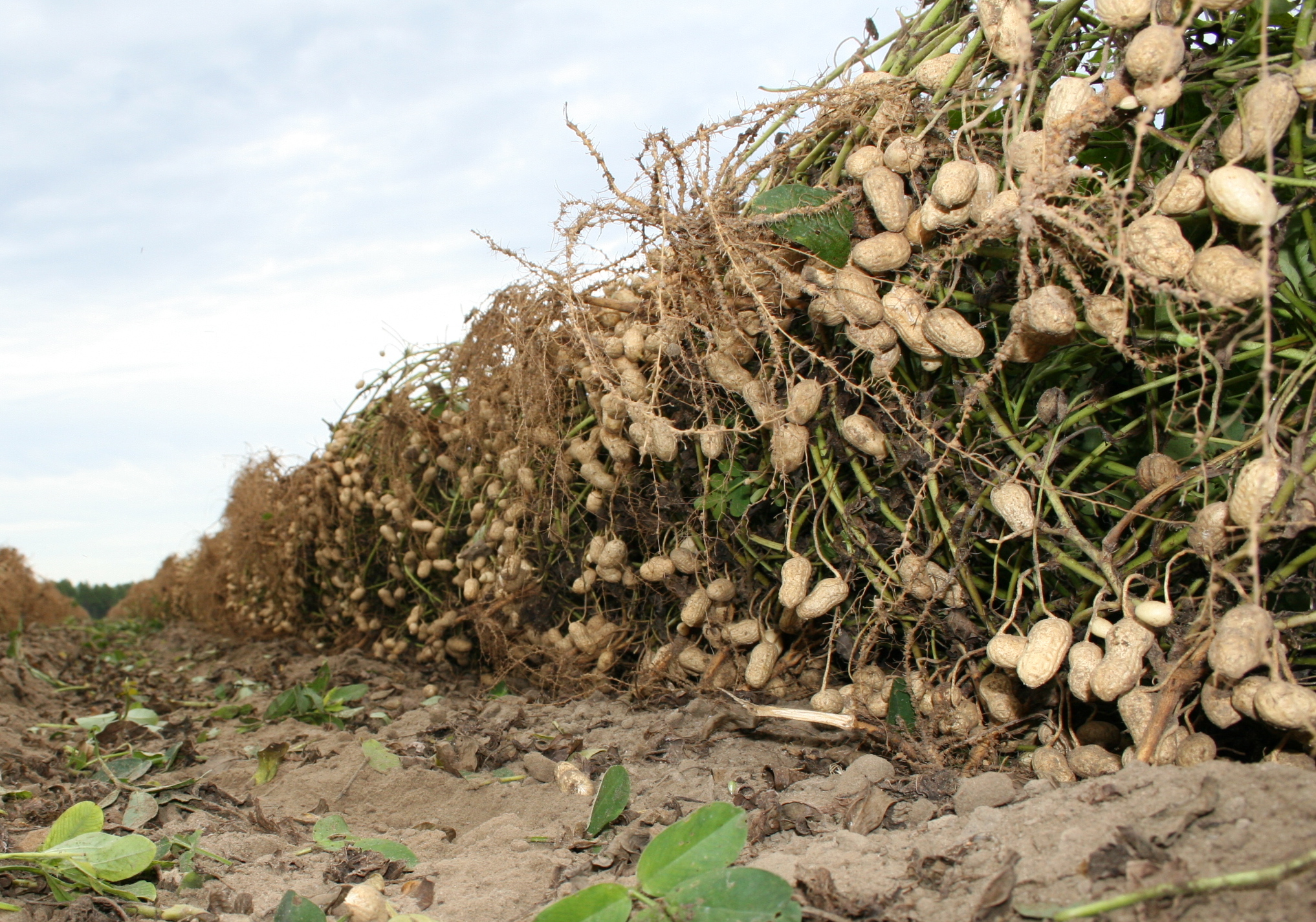 Peanut genetic code now mapped, ready to unlock plant’s potential