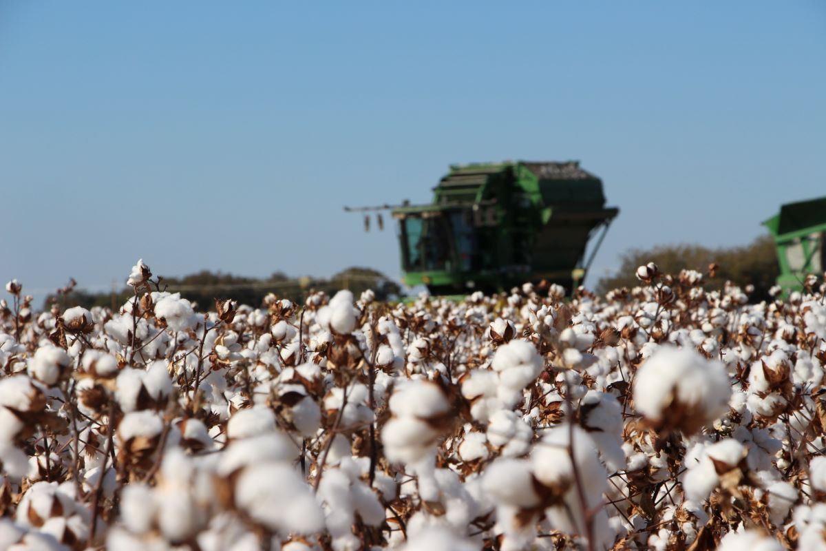 Top varieties for Southwest highlighted in Cotton Connections