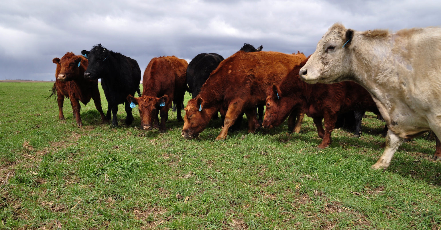 Cover crops' potential to double as forage