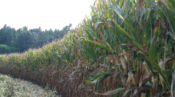 Numerous corn herbicide program options available for Georgia growers