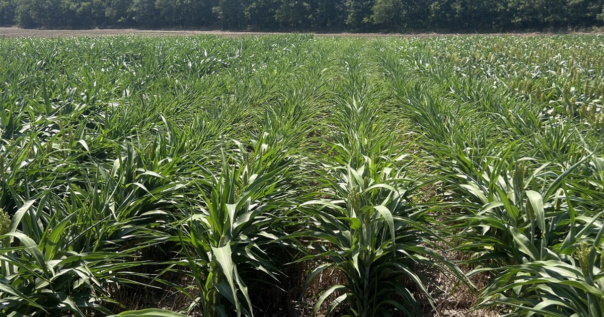 Double Cropping Example Double Cropping And Manure Management Mitigate