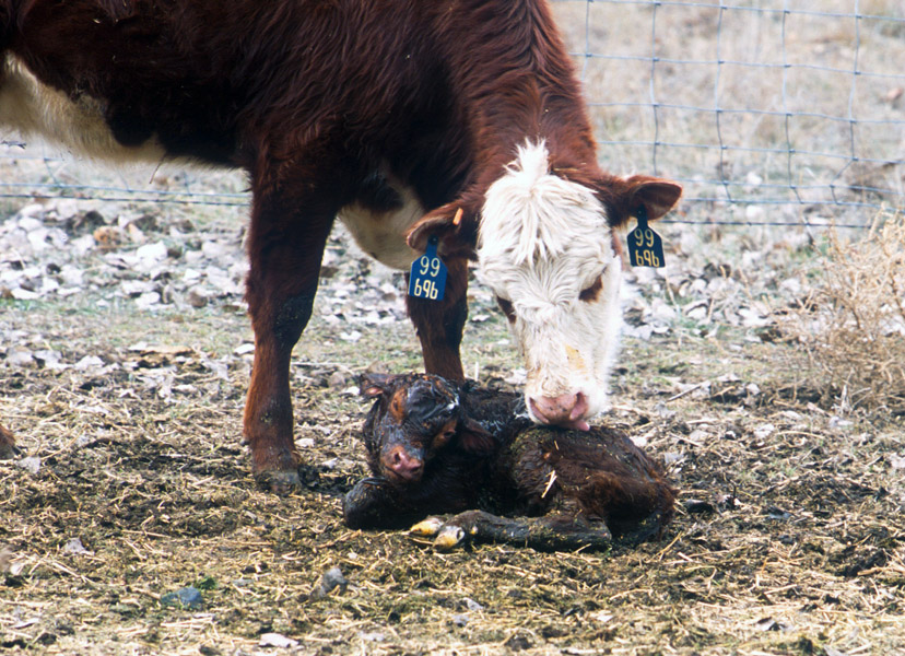Help cattle through cold weather by understanding the thermoneutral zone