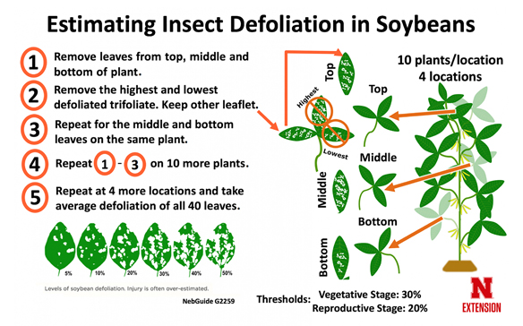 Tips for managing soybean defoliating insects