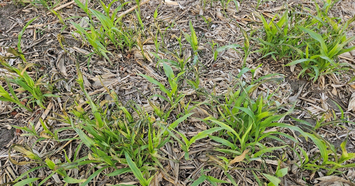 Why volunteer corn could spur challenges in 2026