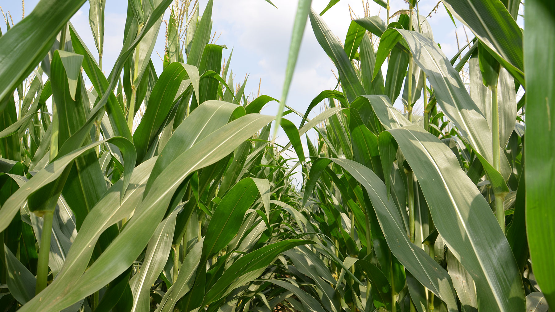 Corn’s impact on humidity: Separating fact from fiction