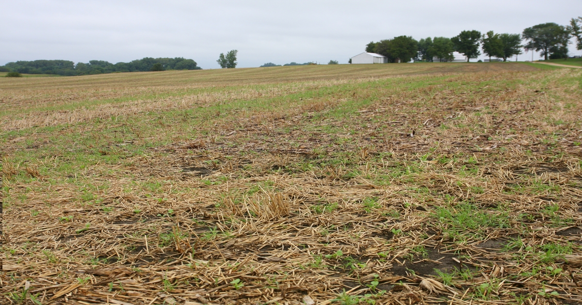 4 tips for successful cover crops