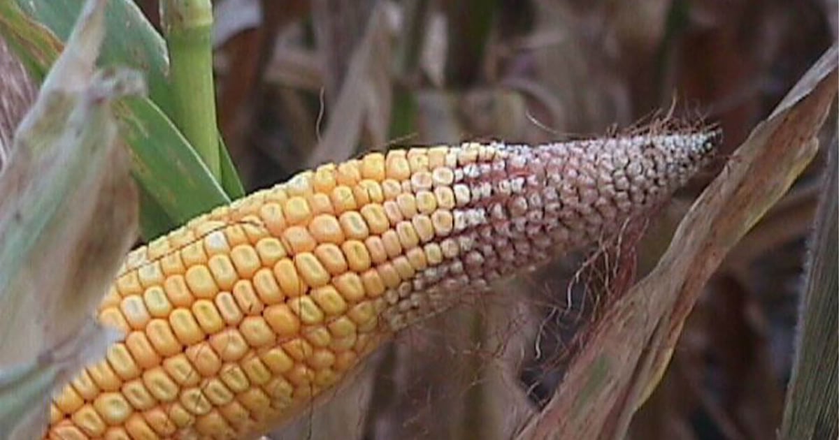 Heat stress and drought can impact yield