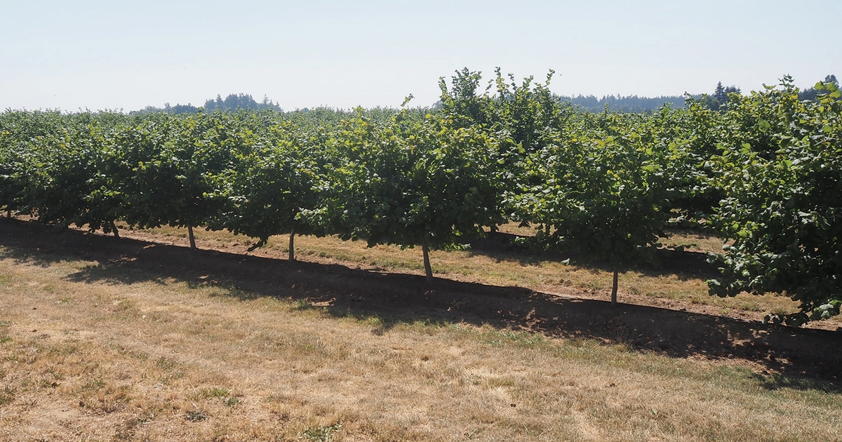 Hazelnuts a hero to Oregon growers
