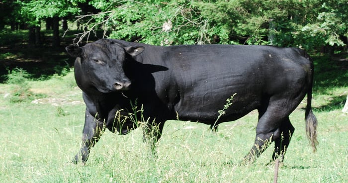 Have a game plan heading into the bull buying season