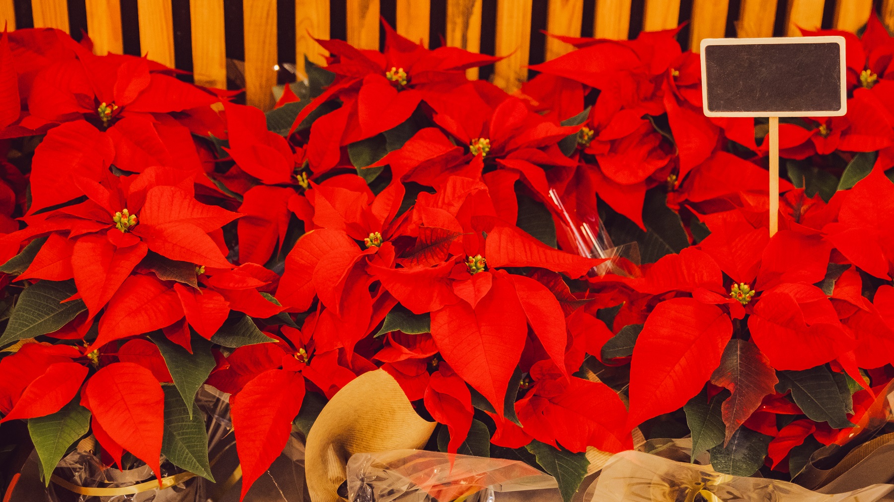 U.S. agriculture's divergent paths amid 2025 economic challenges