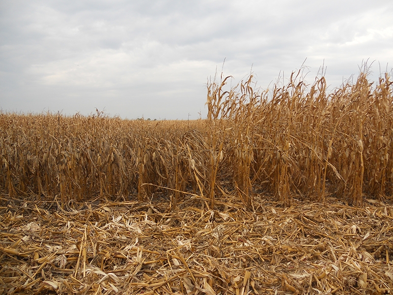 Farmers test drought-tolerant corn hybrids