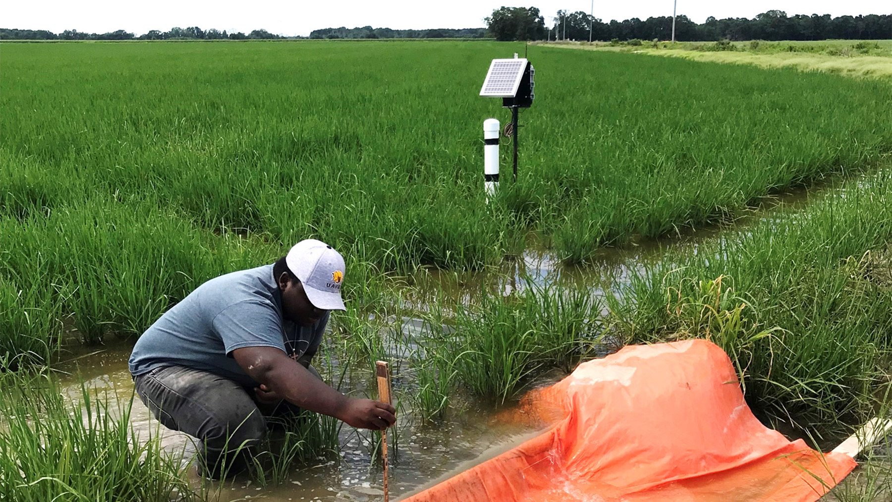 ECIS promises time, water savings for cascade rice irrigation