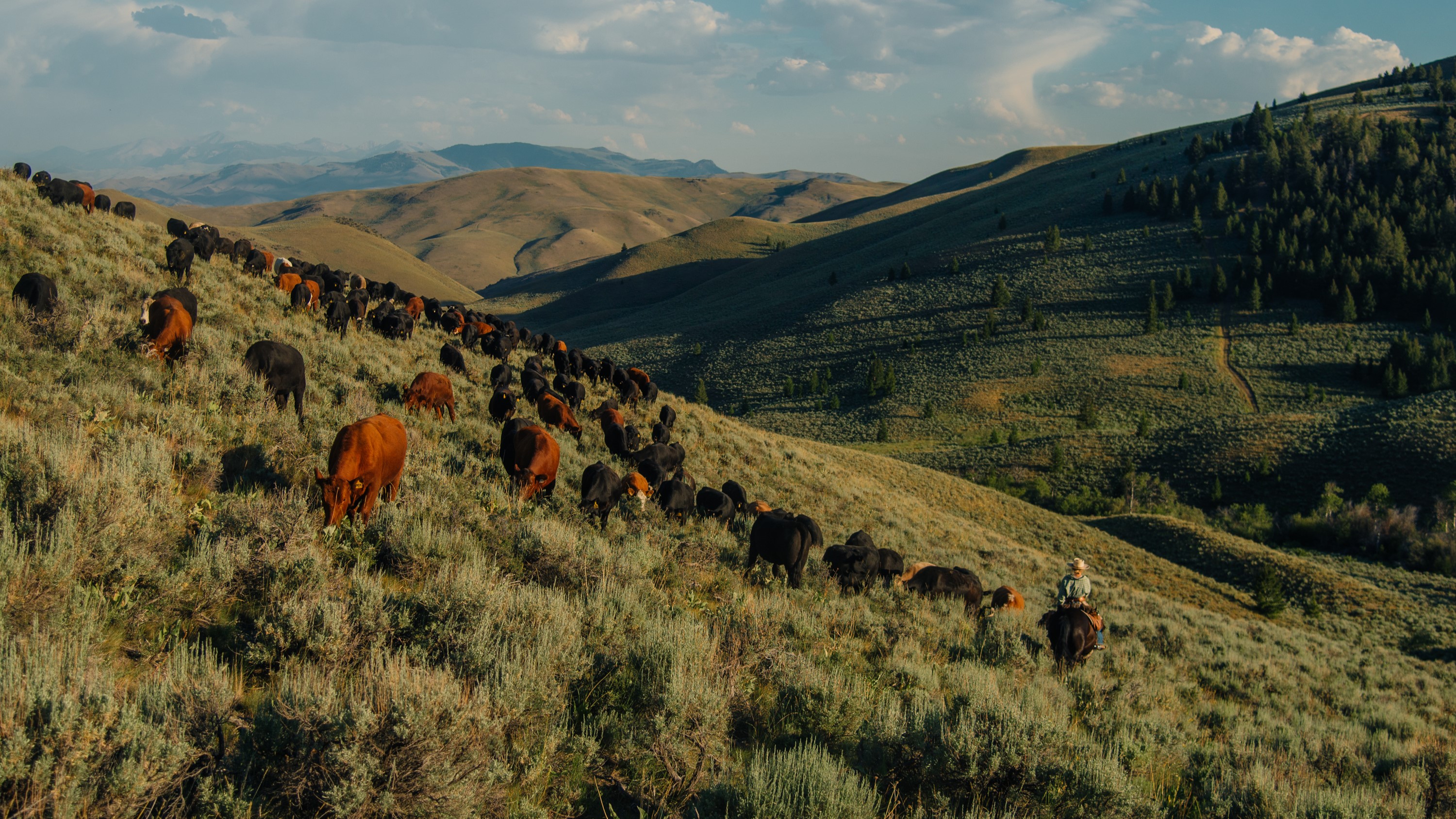 Unique grass-fed beef operation using rangeland