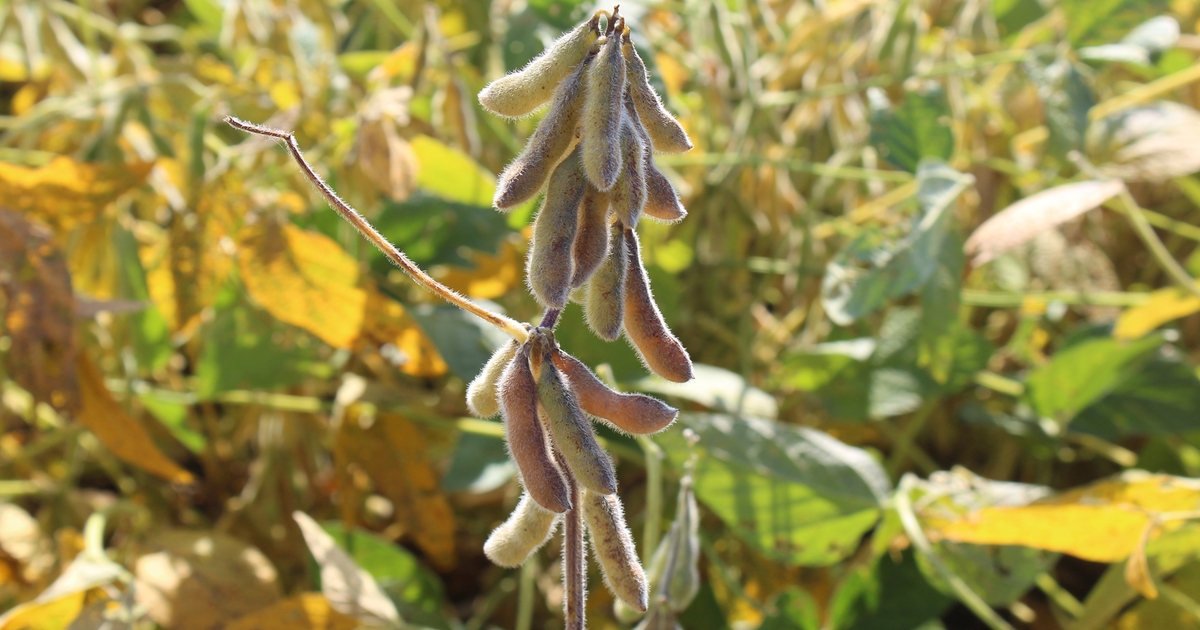 Renewable diesel production surpasses biodiesel