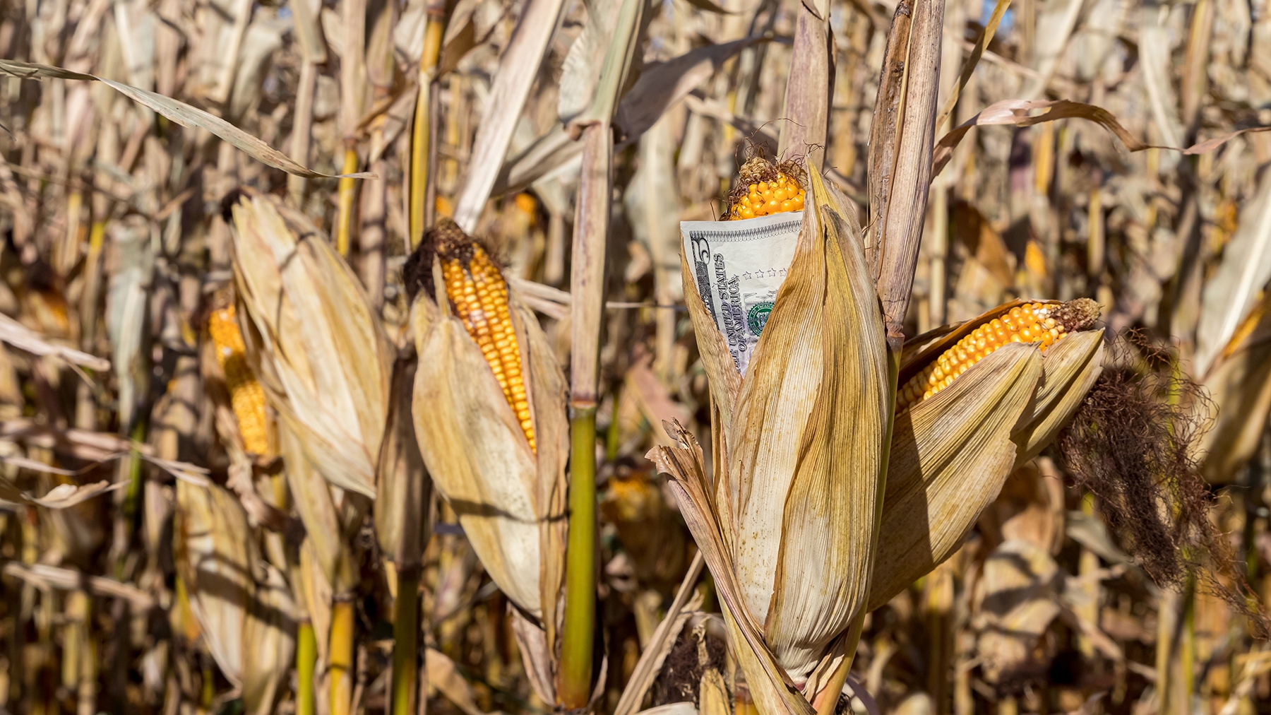 Corn market volatility: Should farmers expect a June rally?
