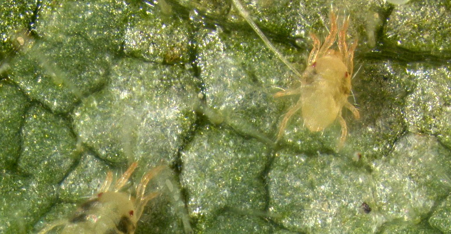 Could spider mites show up in soybean fields this summer?