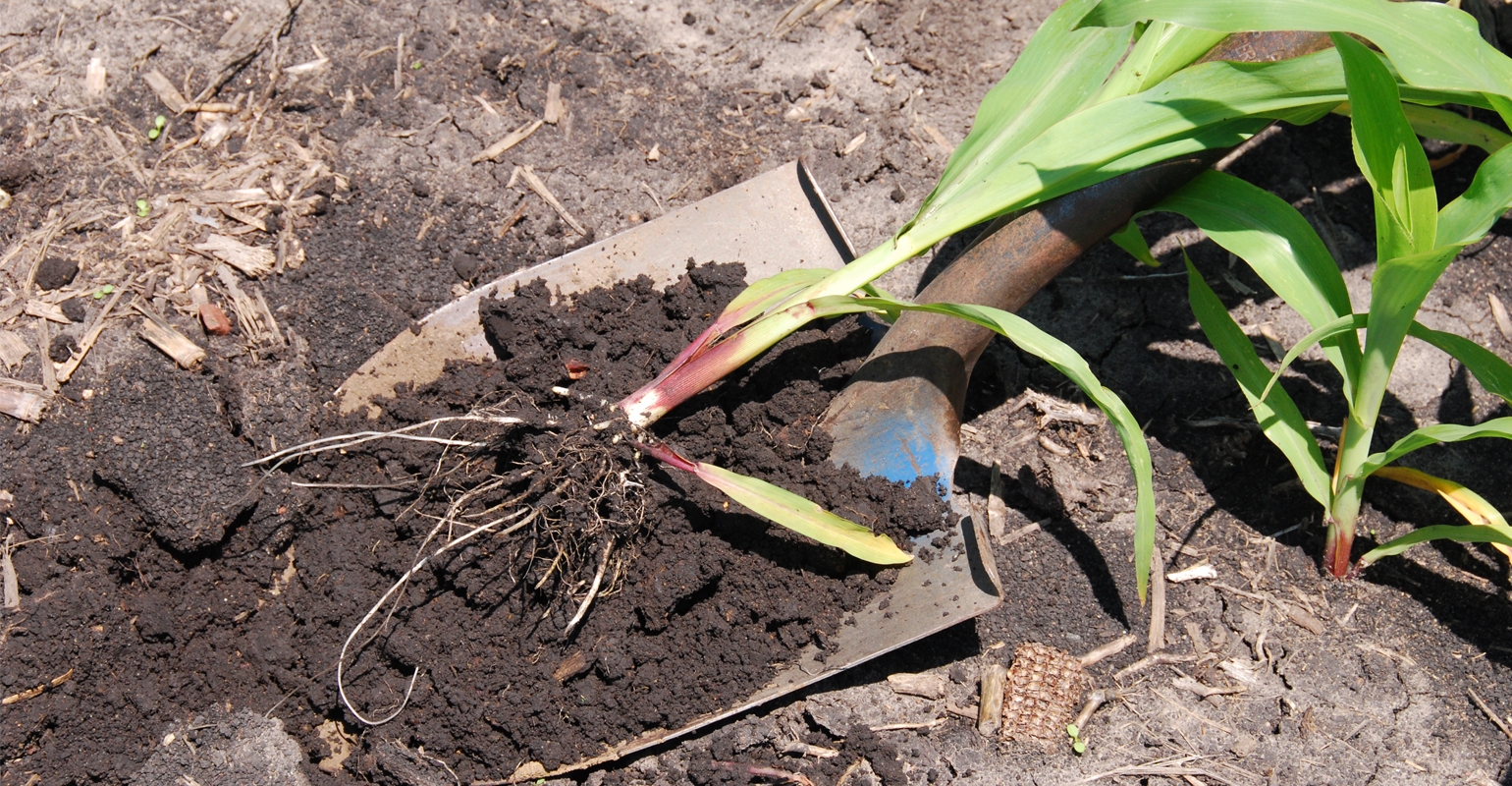 When to sample soil for corn nematodes
