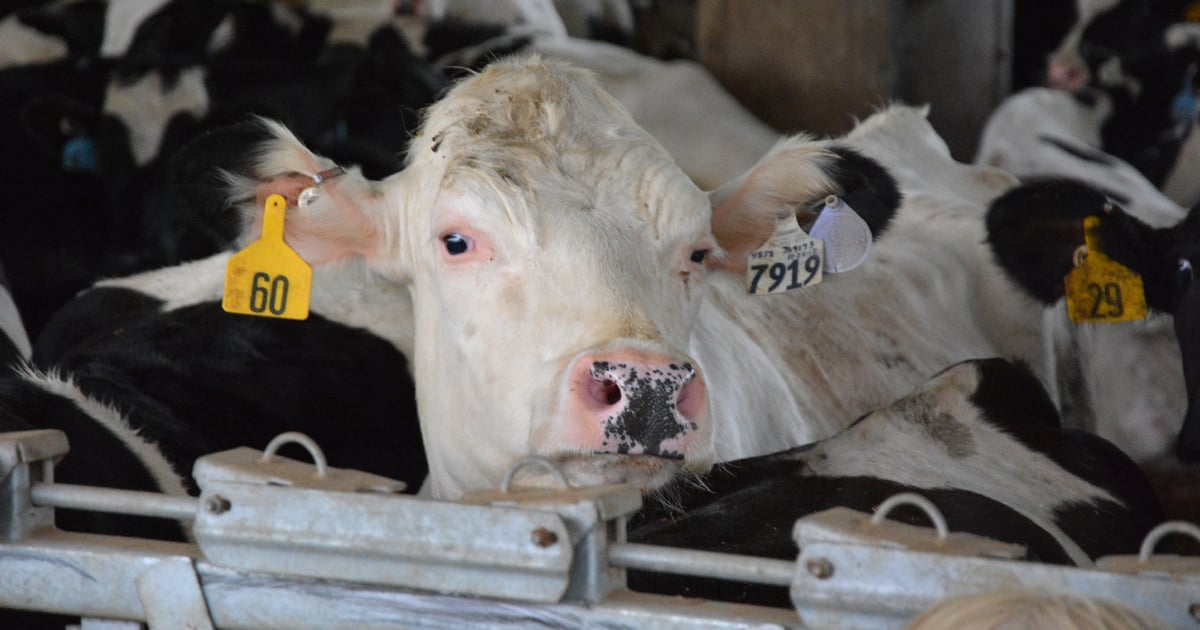 MPCA offers online feedlot registration