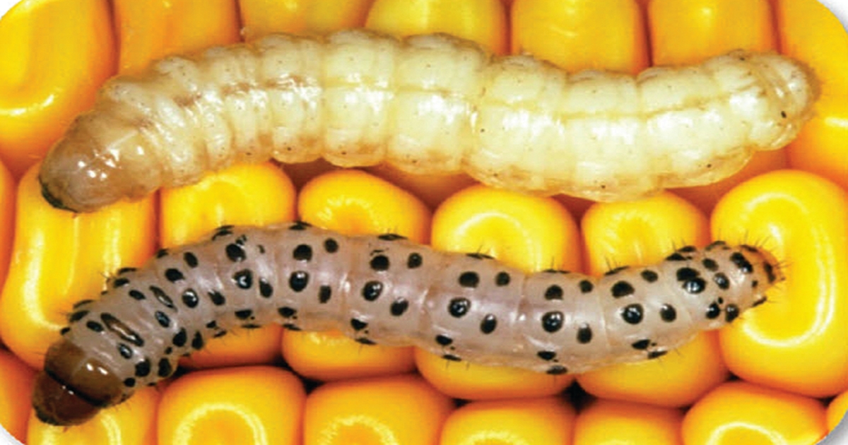 The 2017 Corn Insect Outlook