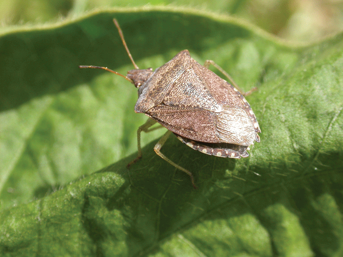 Are stink bug control measures in corn worthwhile?
