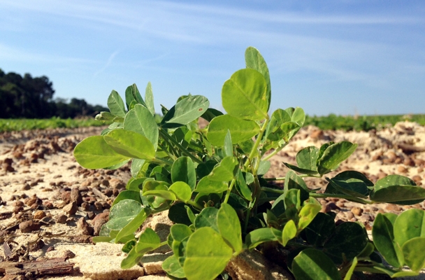 Peanuts: Weeds, Thimet, enough inoculant and ‘dusting’ them in