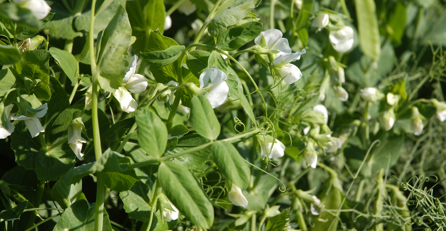 New field pea processing plant in the works for North Dakota
