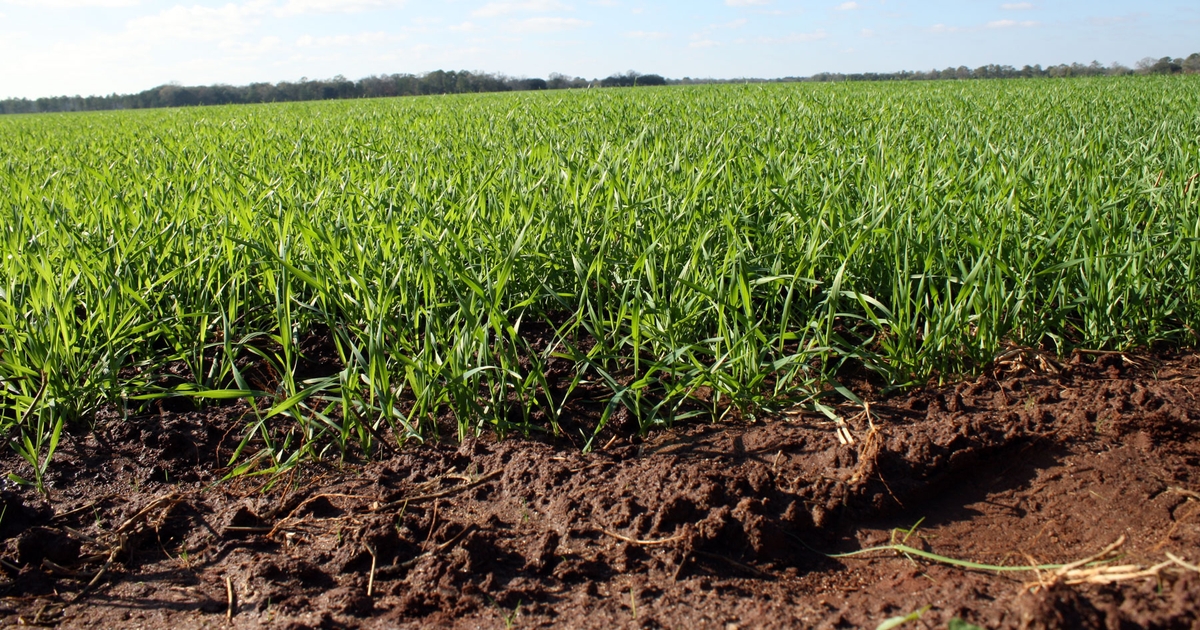 How they adopted effective cover crops