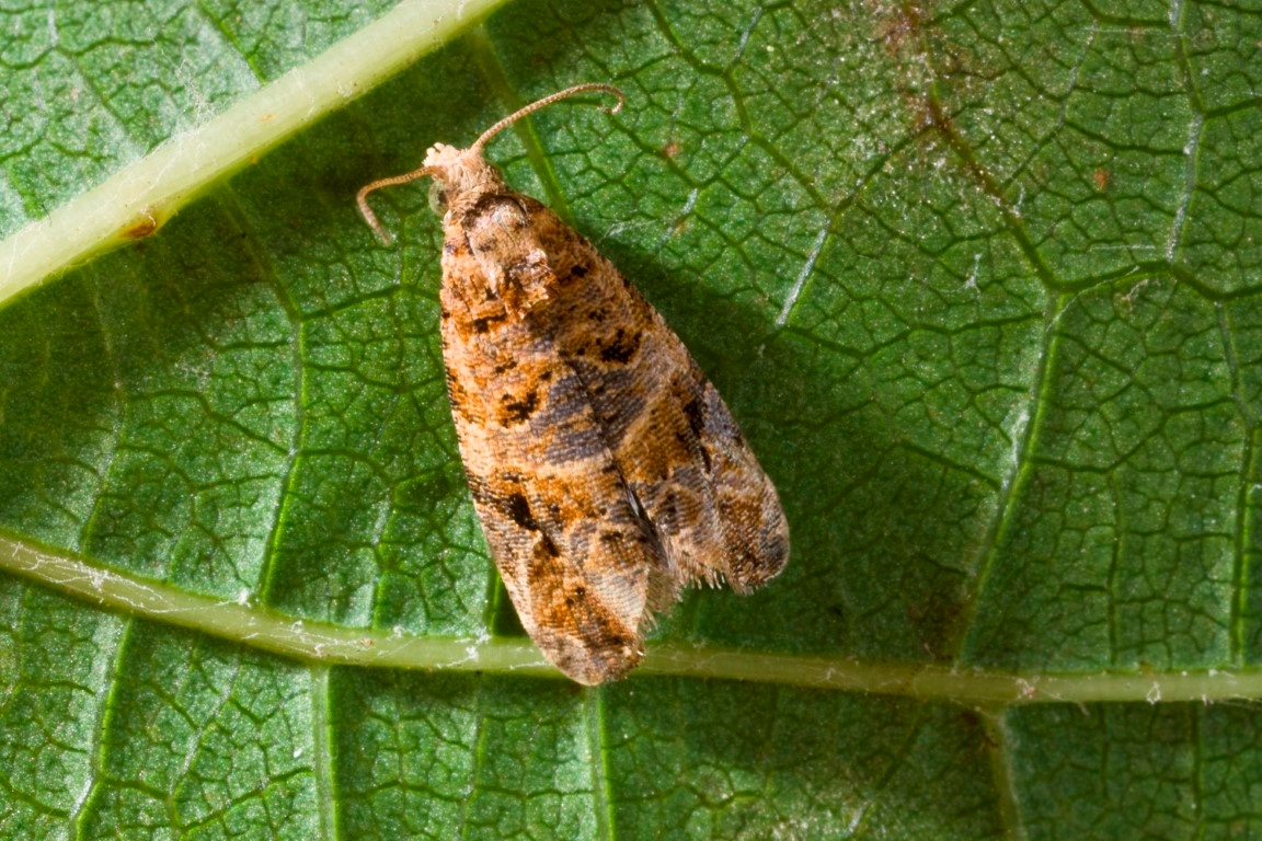 California declares eradication of European grapevine moth