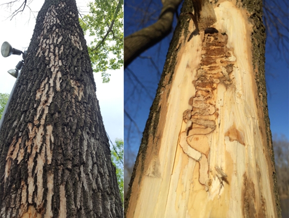 6 new counties confirm emerald ash borer