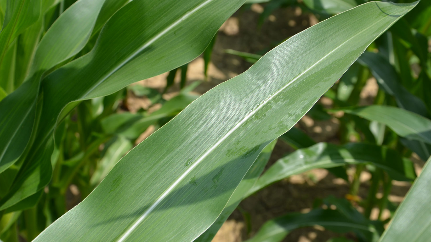 Indiana experts share corn tissue sampling tips