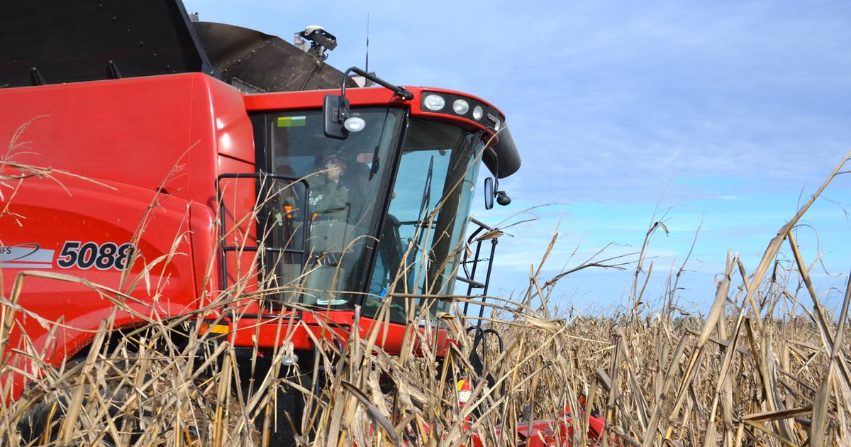 Which corn seeding rate should you choose?