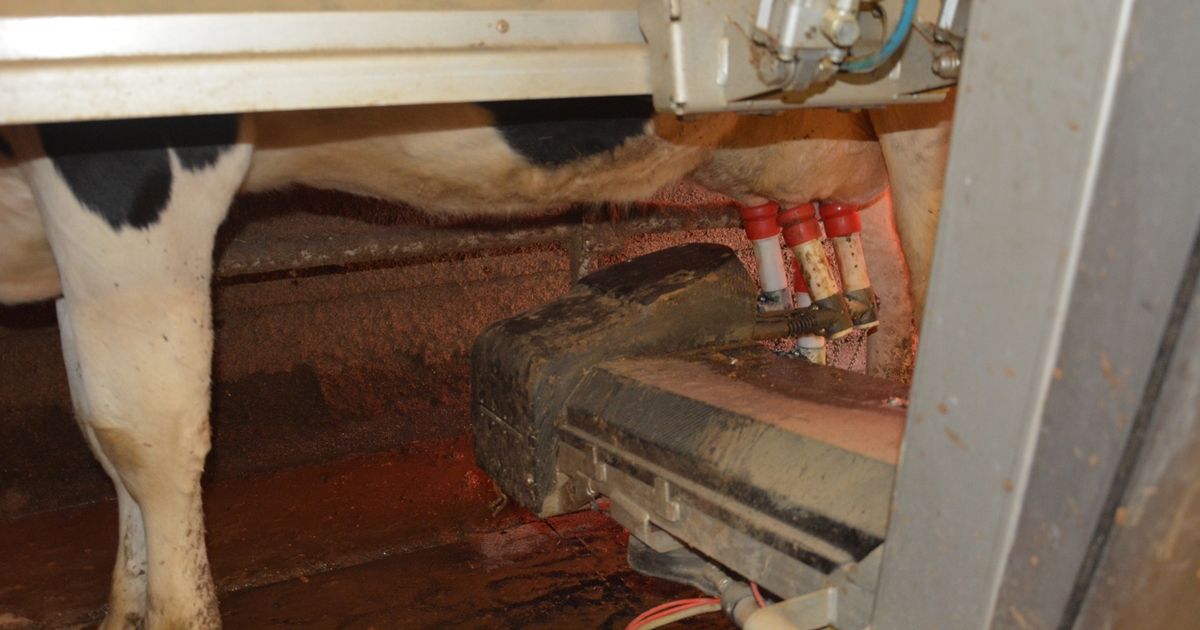 Foster Dairy makes robots part of family operation | Farm Progress