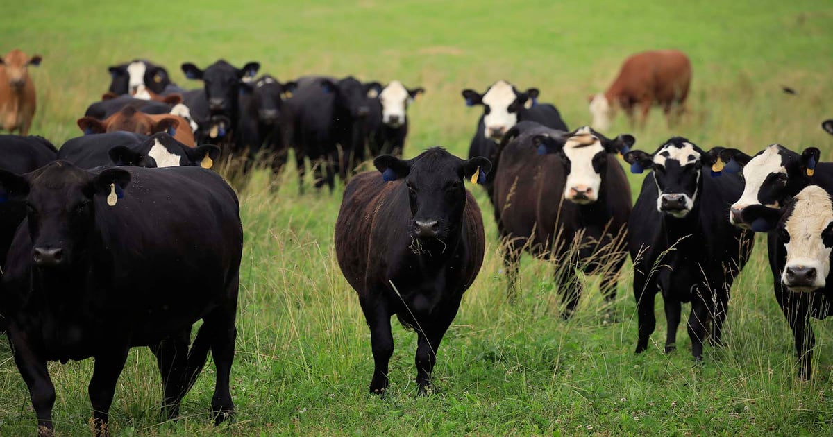 Beef prices hit record in May as screwworm impact looms