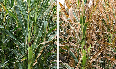 New corn hybrids provide better disease protection