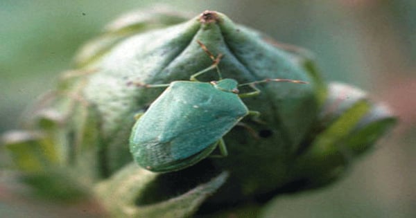 Cotton at critical stage for stink bug damage | Farm Progress