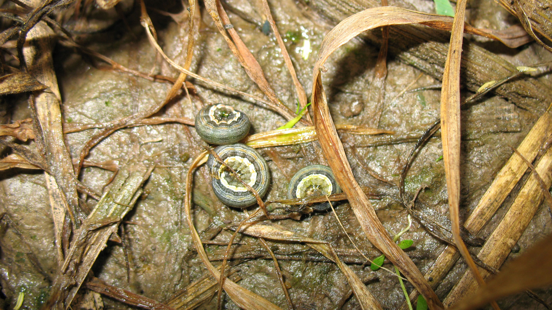 Armyworms spotted in Missouri fields