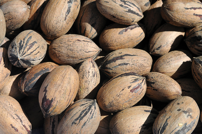 All 14 pecan states reporting casebearers