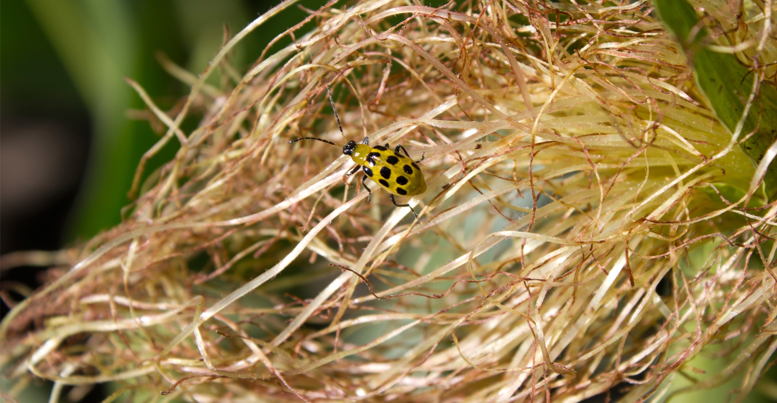 Watch for summer insects on corn, soybeans