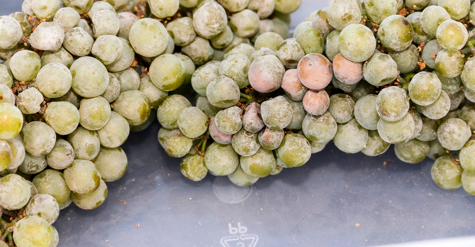 DPR labels Miravis Prime for California crops