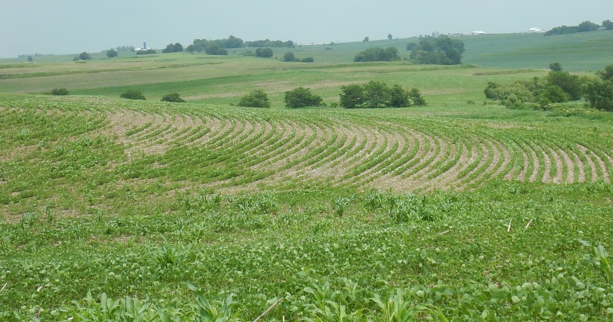Take a good look at bean fields