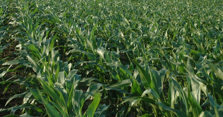 Strip-till systems can provide key benefits for corn (Plus: strip-till ...