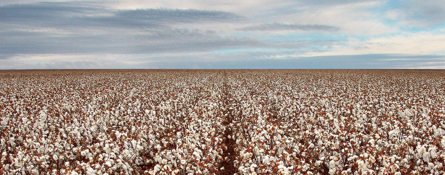 Expanded cotton operations part of Deltapine brand’s commitment to Texas