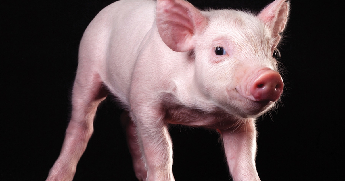 Pig research could improve IVF in humans